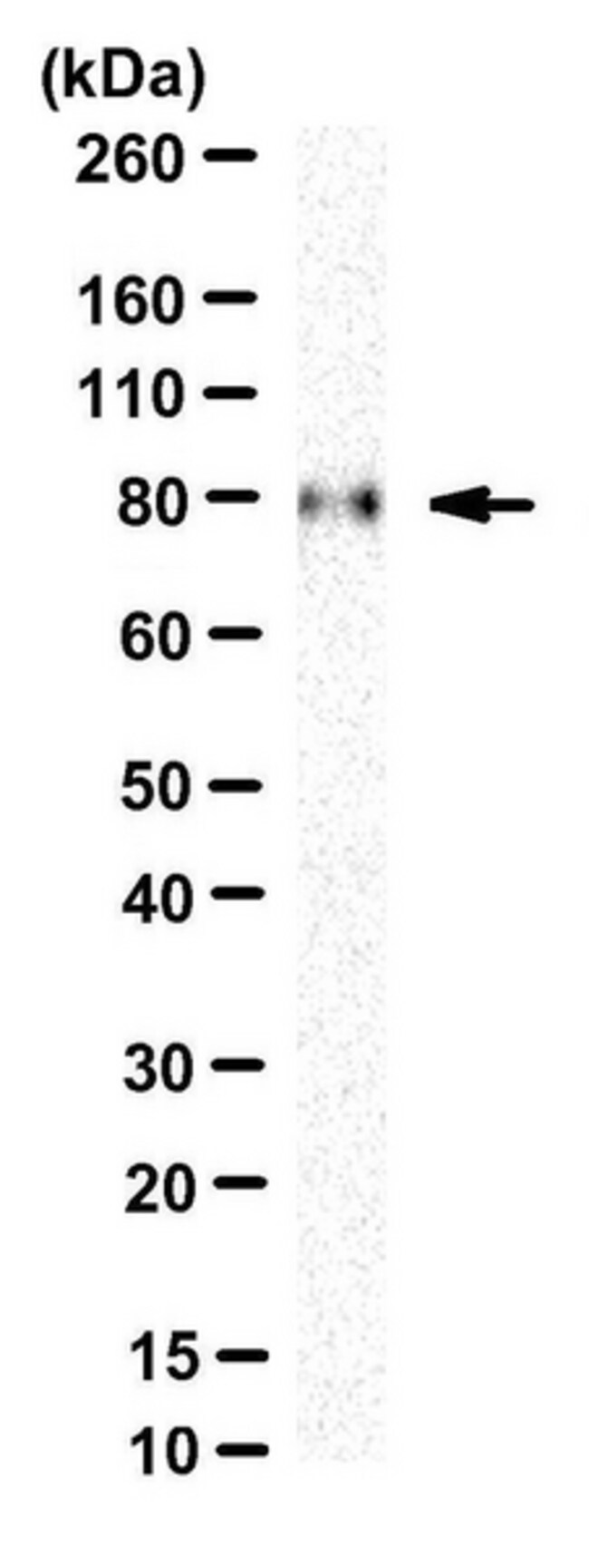 MilliporeSigma LRP1, 85 kDa subunit, Mouse, Unlabeled, Clone: 6F8, 100μg; | Fisher Scientific